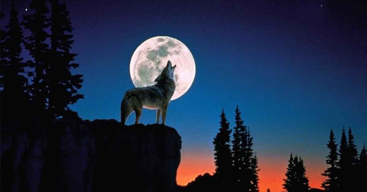 Λύκος, Απόλλων, Άρτεμις, γνώση και σοφία – Πύλη Ιάσωνος και Ρέας